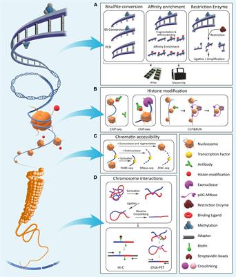 Frontiers | A Comparative Overview of Epigenomic Profiling Methods